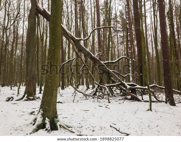 Broken Massive Beech Tree Forest European Stock Photo 1898825077 ...