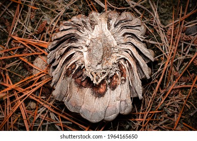 Broken Pine Cone Split Half On Stock Photo 1964165650 | Shutterstock