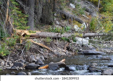 12,190 Broken Pine Trees Images, Stock Photos & Vectors | Shutterstock