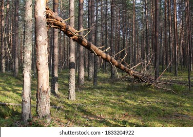 12,190 Broken Pine Trees Images, Stock Photos & Vectors | Shutterstock