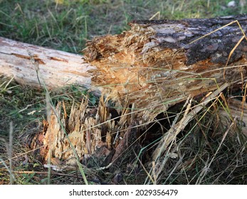 12,190 Broken Pine Trees Images, Stock Photos & Vectors | Shutterstock
