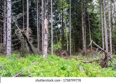 12,190 Broken Pine Trees Images, Stock Photos & Vectors | Shutterstock