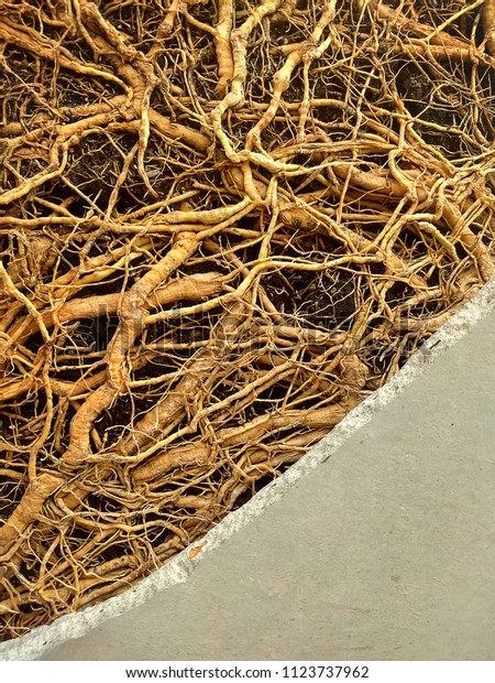 Broken Pot Reveal Root Tangle Root Stock Photo 1123737962 | Shutterstock