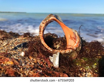 Broken Shell Stock Photo 675569203 | Shutterstock