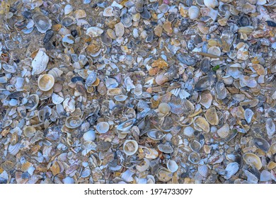 Broken Shell On Beach Background Stock Photo 1974733097 | Shutterstock