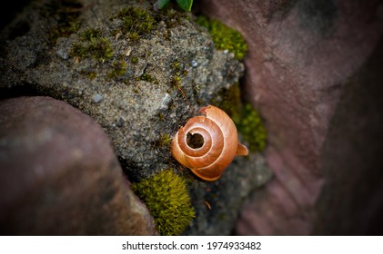 1,246 Broken snail shell Images, Stock Photos & Vectors | Shutterstock