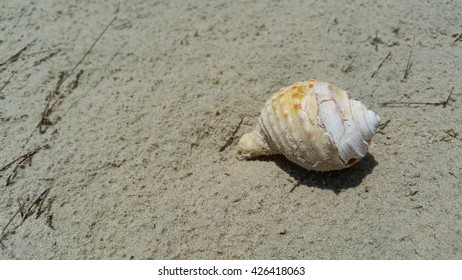 Broken Snail Shell On Beach Stock Photo 426418063 | Shutterstock