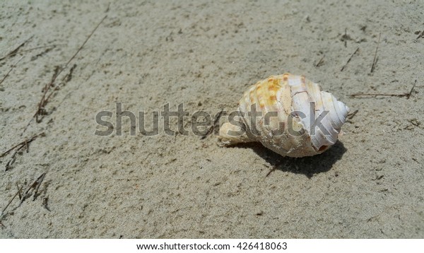 Broken Snail Shell On Beach Stock Photo 426418063 | Shutterstock