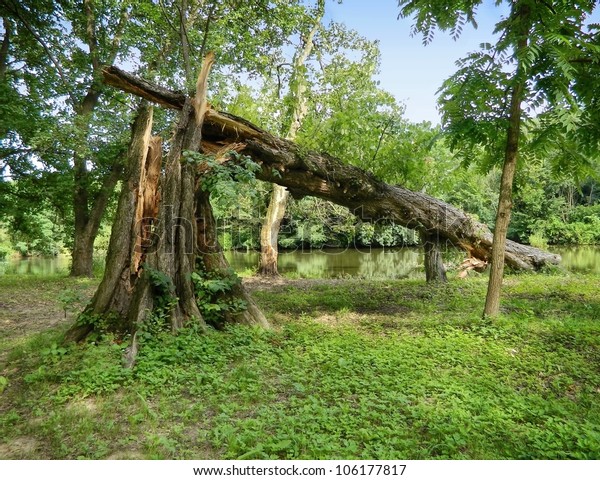 Broken Tree Stock Photo 106177817 | Shutterstock