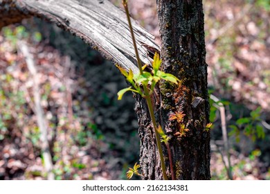 7,586 Broken stem Images, Stock Photos & Vectors | Shutterstock