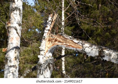 1,385 Mistake tree Images, Stock Photos & Vectors | Shutterstock
