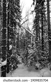 515 Deadfall tree Images, Stock Photos & Vectors | Shutterstock