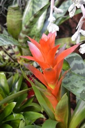 Blue Bougainvillea, a Nature Photo by beguima