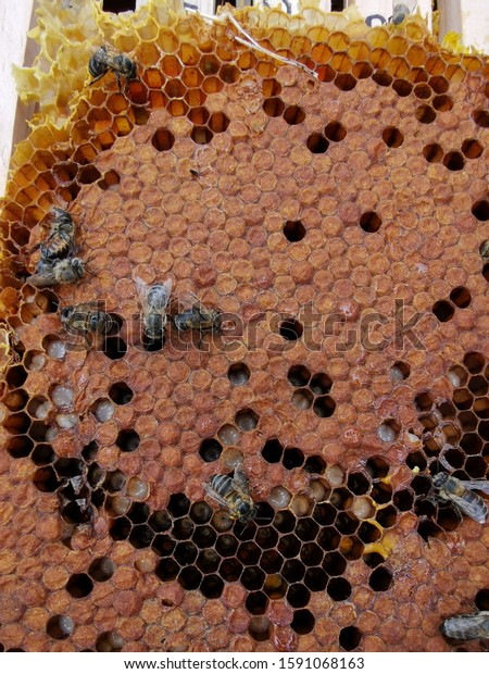 Brood Frame Capped Bee Brood Stock Photo 1591068163 | Shutterstock