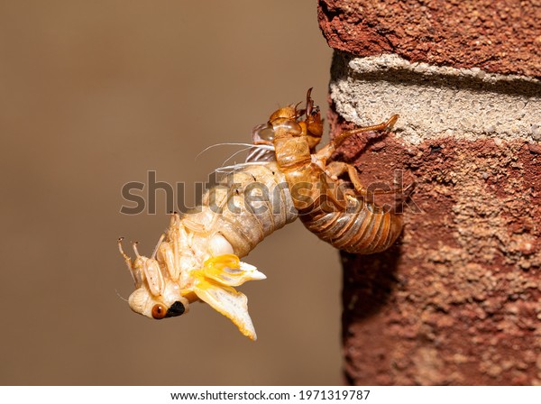 10,623 imágenes de Exoesqueleto insecto - Imágenes, fotos y vectores de ...