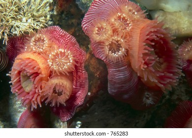Brooding Anemones Closeup Stock Photo 765283 | Shutterstock
