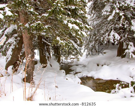 a Brook and Pine Trees in Winter Image - cg8p12635s