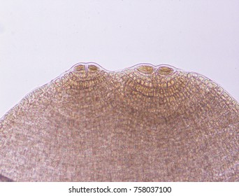 Brown Algae Under Microscope Stock Photo 758037100 | Shutterstock