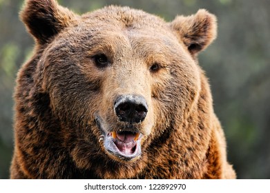 67 Oso grizzly Images, Stock Photos & Vectors | Shutterstock