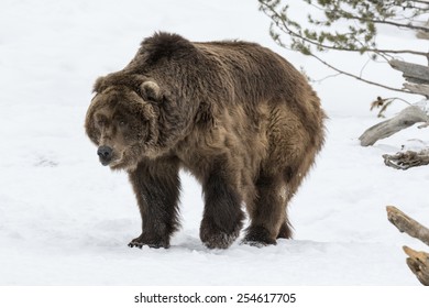 50 Alpha Male Bear Images, Stock Photos & Vectors | Shutterstock