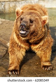 6,275 Bear snout Images, Stock Photos & Vectors | Shutterstock