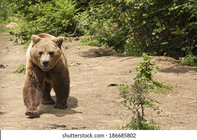 507 Bear Approach Images, Stock Photos & Vectors | Shutterstock