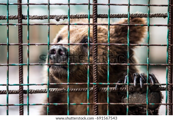 Brown Bear Cell Stock Photo 691567543 | Shutterstock