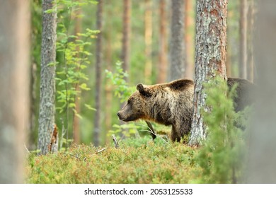 1,047 Bear behind tree Images, Stock Photos & Vectors | Shutterstock