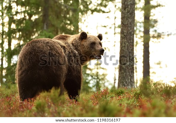 Brown Bear Forest Looking Back Stock Photo 1198316197 | Shutterstock