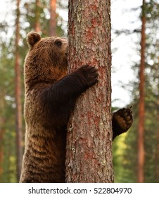 Brown Bear Hugging Tree Stock Photo (Edit Now) 522804970