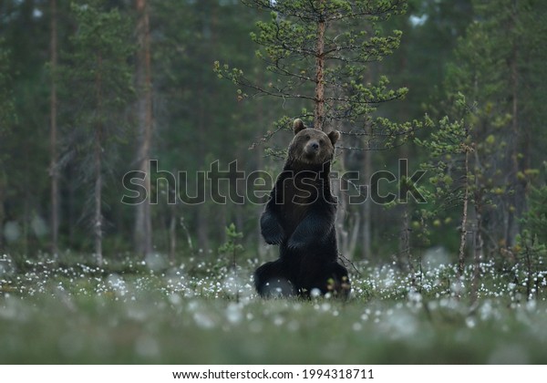 Brown Bear Marking Tree Forest Stock Photo 1994318711 | Shutterstock