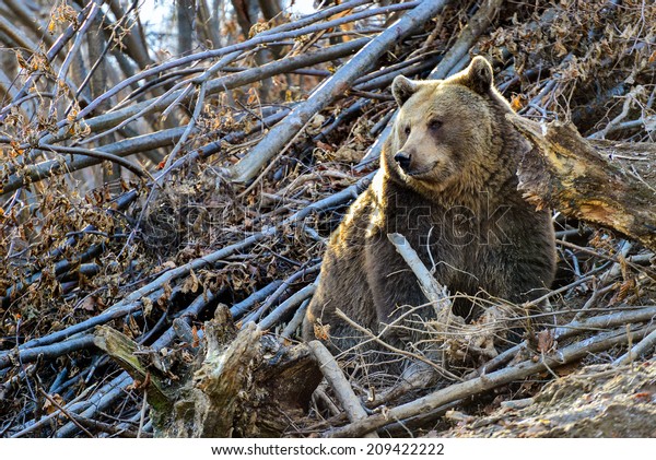 2,906 Shocked Bear Images, Stock Photos & Vectors | Shutterstock