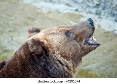 Grizzly Bear Mouth Open Snarling Stock Photo (Edit Now) 445772152
