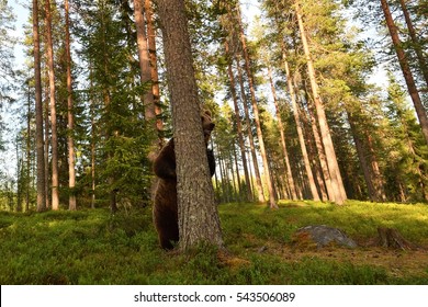 1,047 Bear behind tree Images, Stock Photos & Vectors | Shutterstock