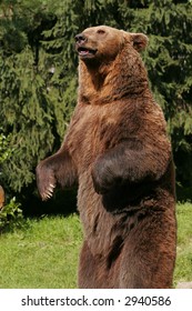 Brown Bear Upright Stock Photo 2940586 | Shutterstock