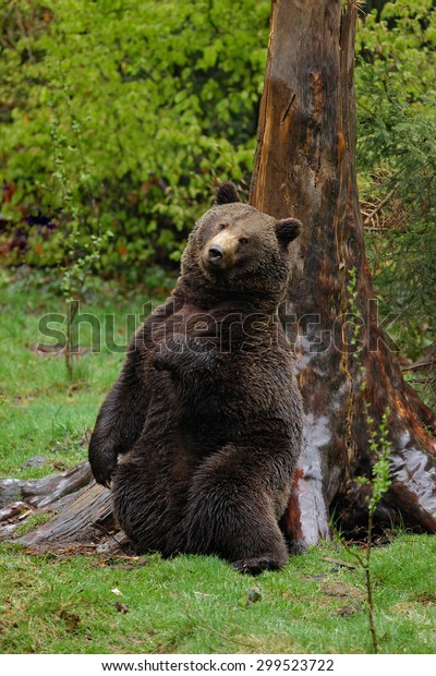145 Bear Scratching Back Stock Photos, Images & Photography | Shutterstock
