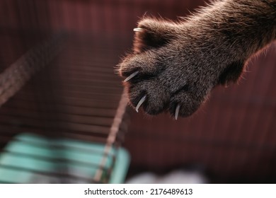 34,525 Sharp nails Images, Stock Photos & Vectors | Shutterstock