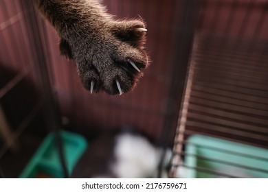 Brown Cat Paws Sharp Nails Stock Photo 2176759671 | Shutterstock