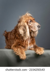 Brown Cocker Spaniel Lying Down Stock Photo 2154250143 | Shutterstock