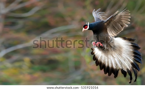 Brown Eared Pheasant Stock Photo 531921016 | Shutterstock