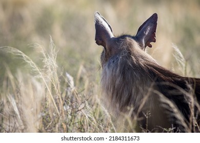 Brown Hyena Mangled Ear Stock Photo 2184311673 | Shutterstock
