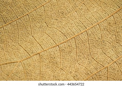 Brown Leaf Texture Background Close Leaf Stock Photo 443654722 ...