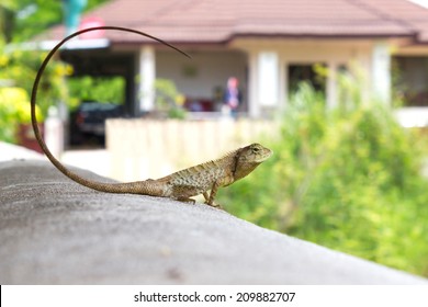8,781 House lizard Images, Stock Photos & Vectors | Shutterstock