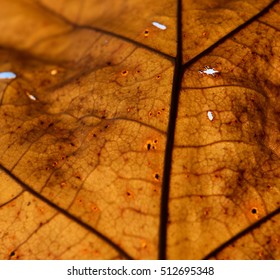 Brown Oak Leaf Stock Photo 512695348 | Shutterstock
