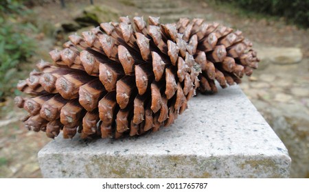 Brown Oval Shape Pine Cones Stock Photo 2011765787 | Shutterstock
