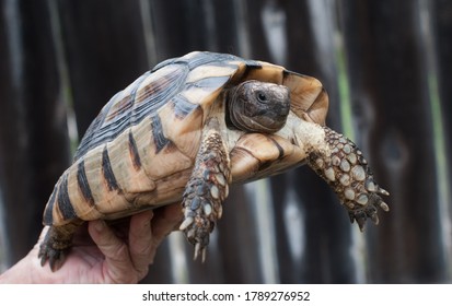 1,591 Tortoise Bone Images, Stock Photos & Vectors | Shutterstock