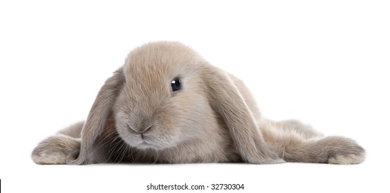 Rabbit Lying Down Images, Stock Photos & Vectors | Shutterstock