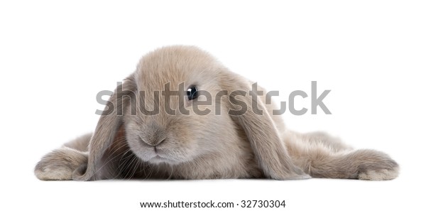Brown Rabbit Lying Down Front White Stock Photo (Edit Now) 32730304