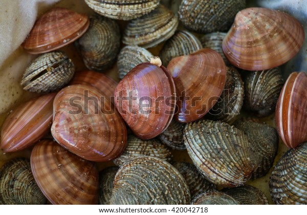 Brown Seashells Closeup Stock Photo 420042718 | Shutterstock