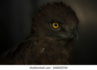 Ikhanka's Africa wildlife: портфолио стоковых фотографий и изображений ...